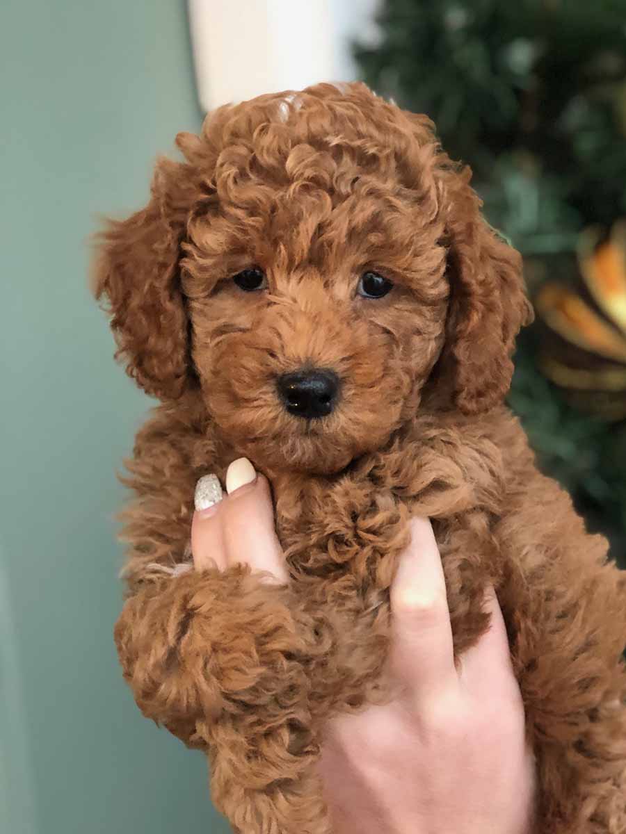 Teacup Labradoodles