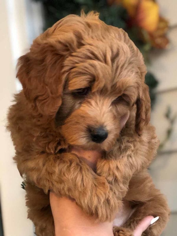 Teacup Labradoodles