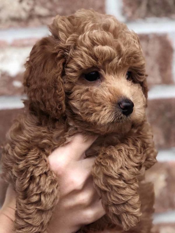 Teacup Labradoodles