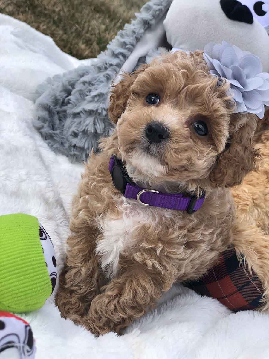 Teacup Labradoodles