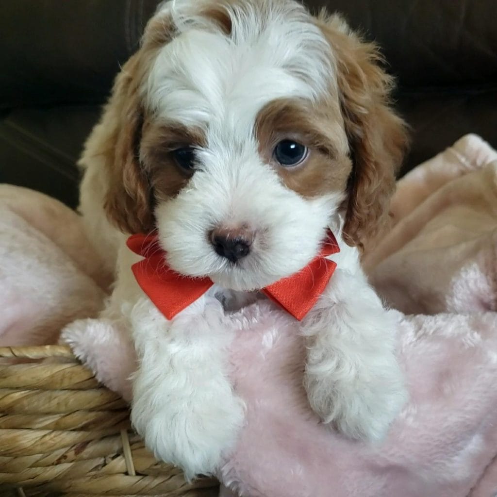 Jafar - Teacup Cavapoo Boy - Cavapoo puppies for sale