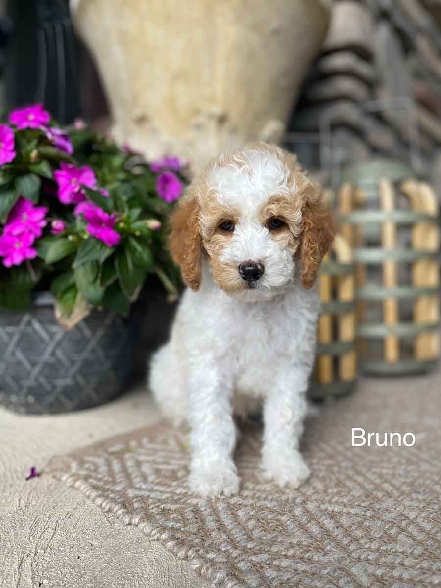 Bruno - Mini Goldendoodle Boy - Precious Doodle Dogs - Goldendoodles ...