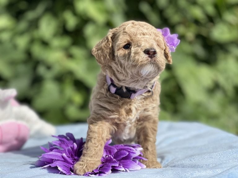 Teacup Goldendoodles