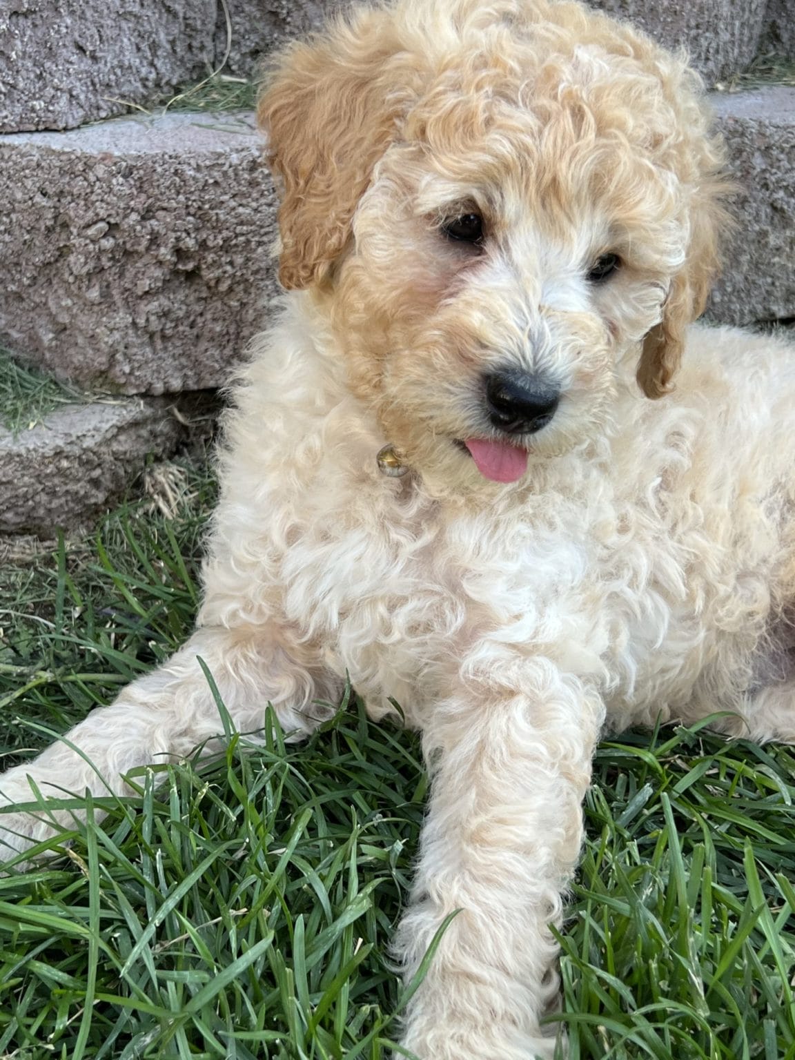 Augie - Mini Goldendoodle Boy - Precious Doodle Dogs - Goldendoodles ...