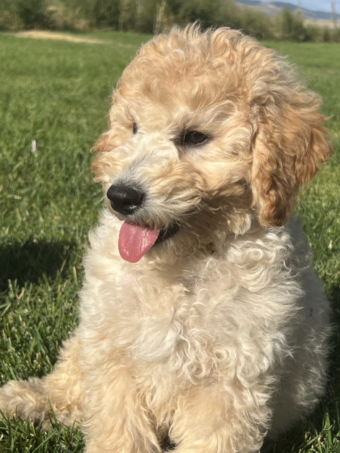 Augie - Mini Goldendoodle Boy - Precious Doodle Dogs - Goldendoodles ...