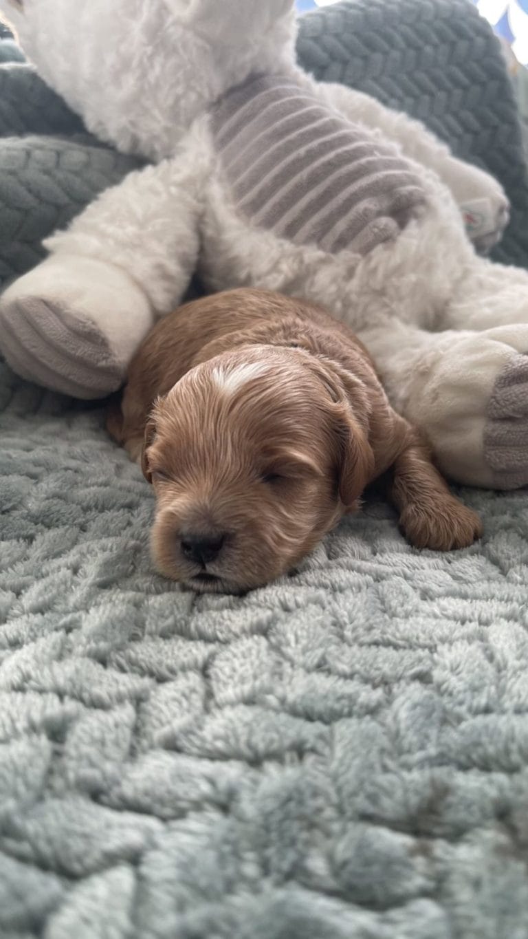 Pan - Teacup Cavapoo Boy - Cavapoo puppies for sale