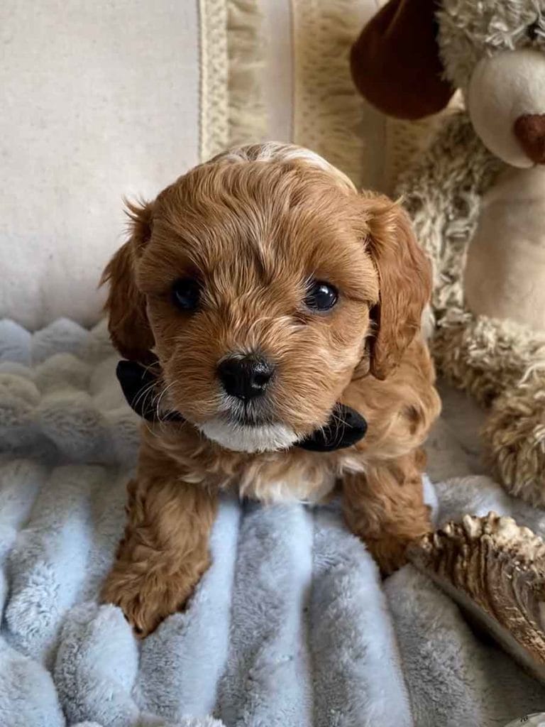 Pan - Teacup Cavapoo Boy - Cavapoo puppies for sale