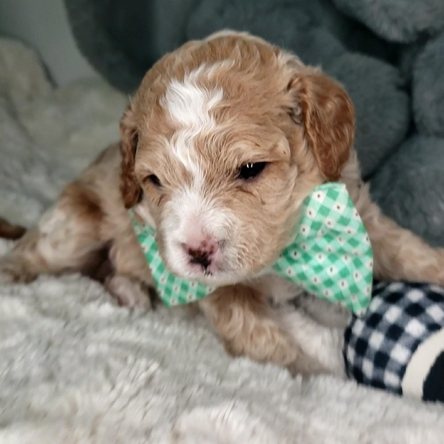 Salted Caramel -Teacup Cavapoo Boy - Cavapoo puppies for sale