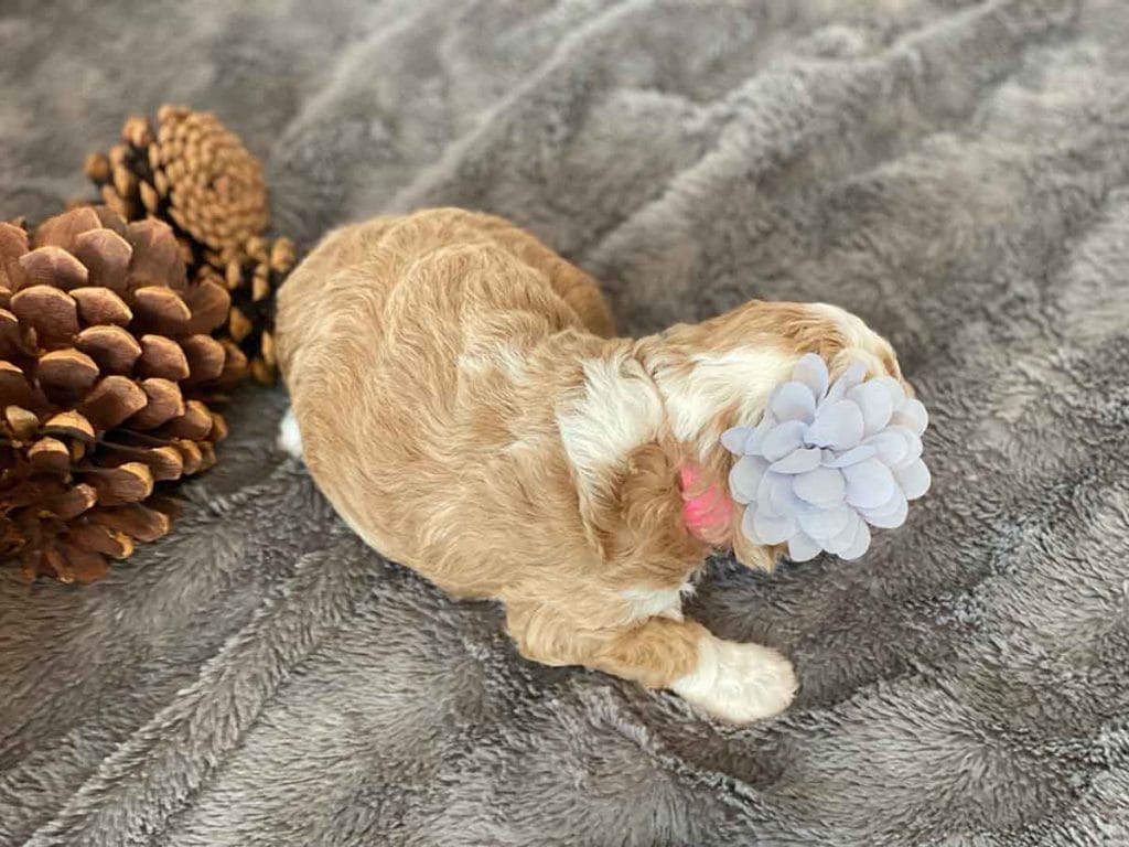 Pinkie Pie - Micro Goldendoodle Girl - Precious Doodle Dogs ...