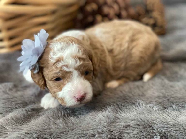 Pinkie Pie - Micro Goldendoodle Girl - Precious Doodle Dogs ...