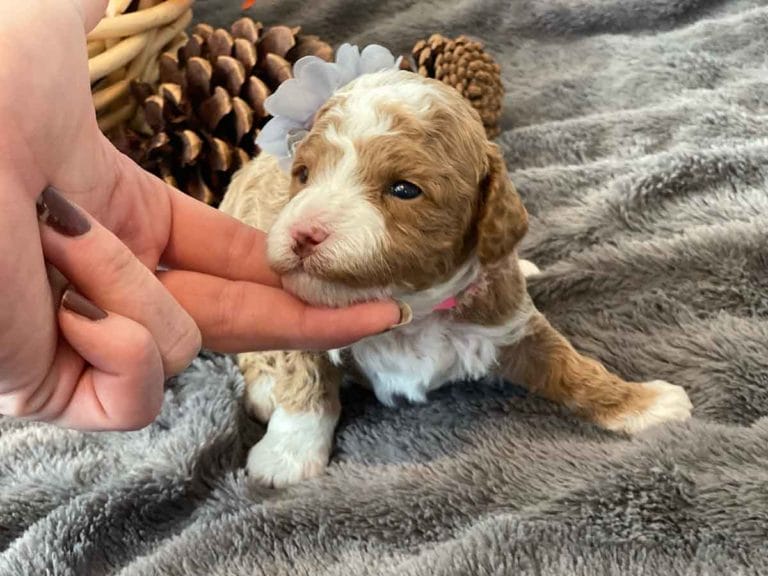 Pinkie Pie - Micro Goldendoodle Girl - Precious Doodle Dogs ...