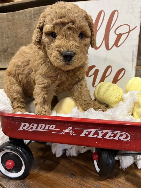 Teacup Goldendoodles