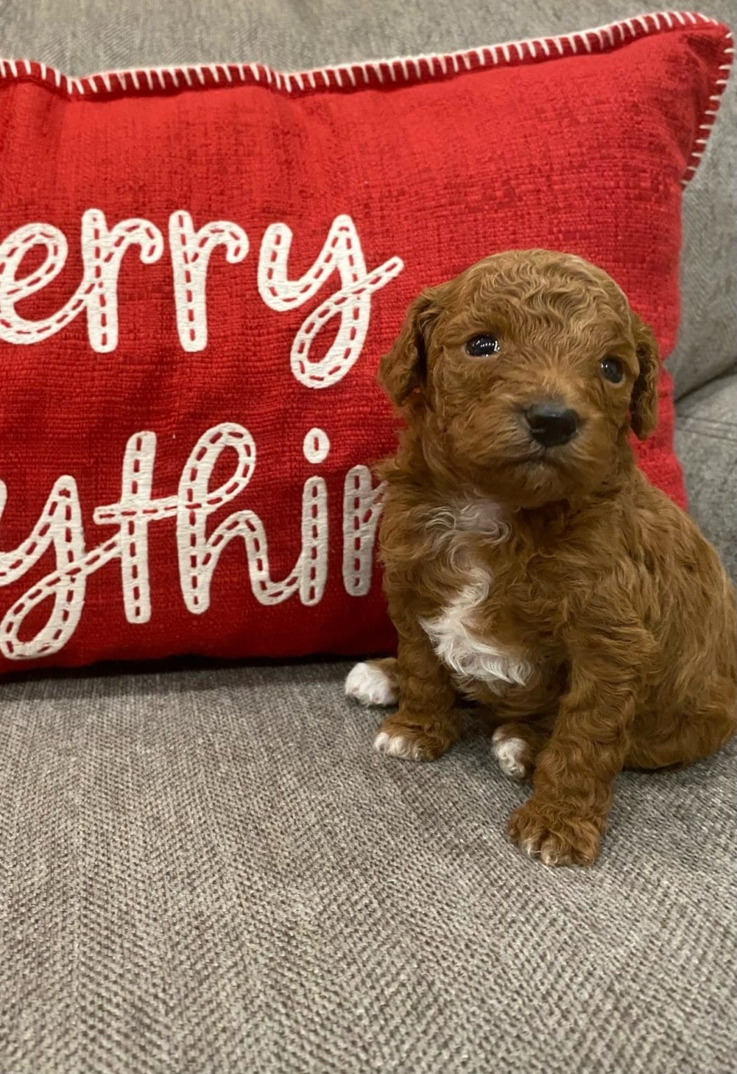 Tiny Tim - Micro Goldendoodle Boy - Precious Doodle Dogs ...