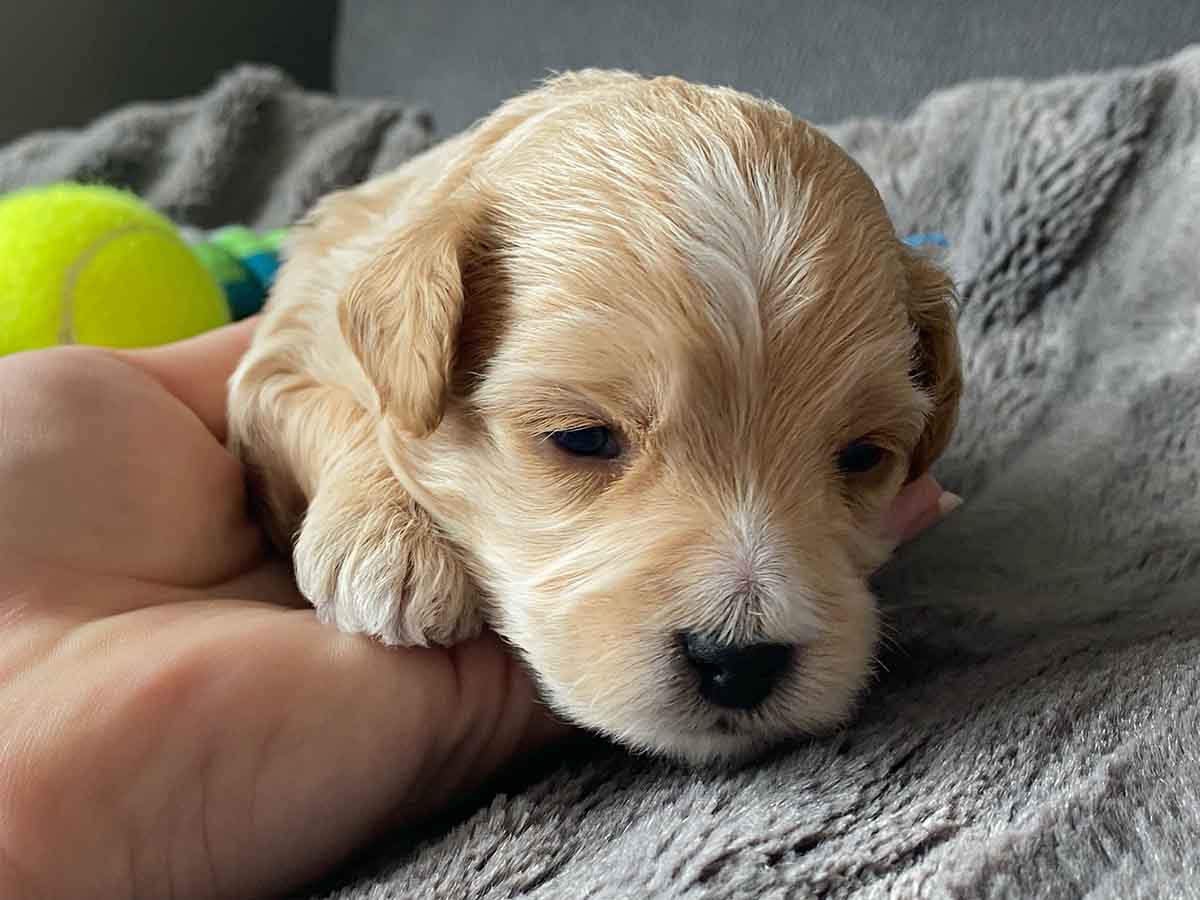 Bambi - Micro Goldendoodle Boy - 5-10 lbs hypoallergenic nonshed