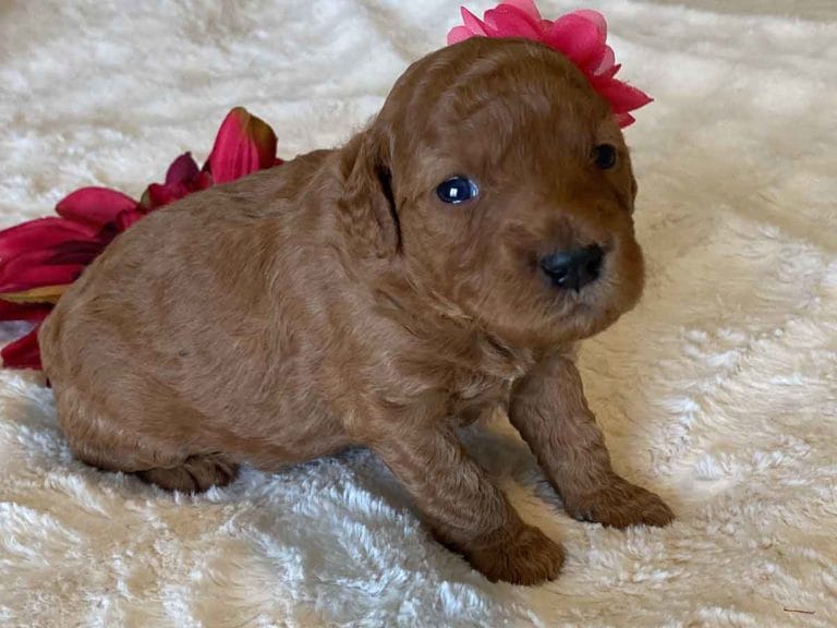 Teacup Goldendoodles