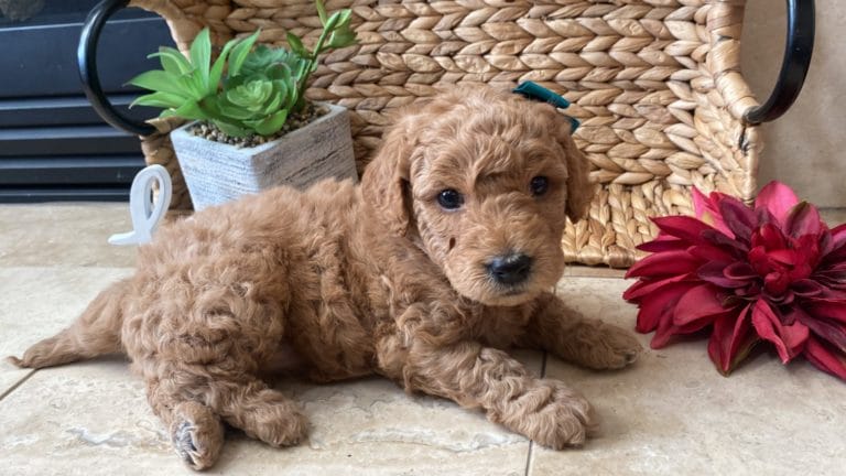 Teacup Goldendoodles