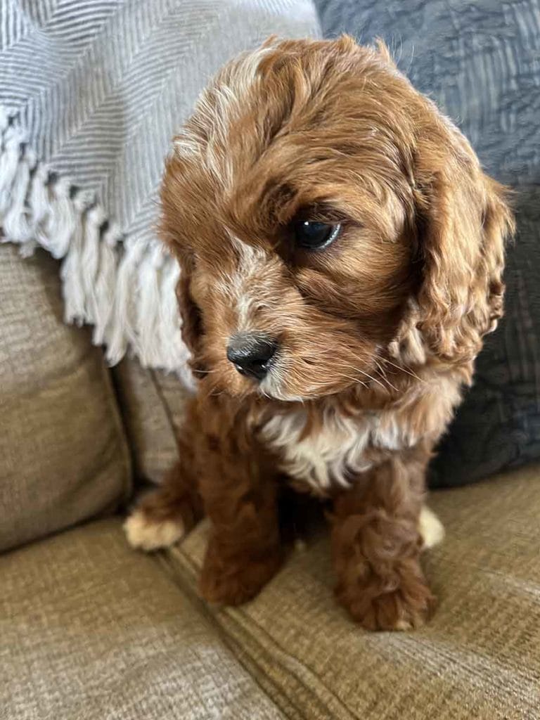 Mesa - F1 Cavapoo Girl - Cavapoo puppies for sale