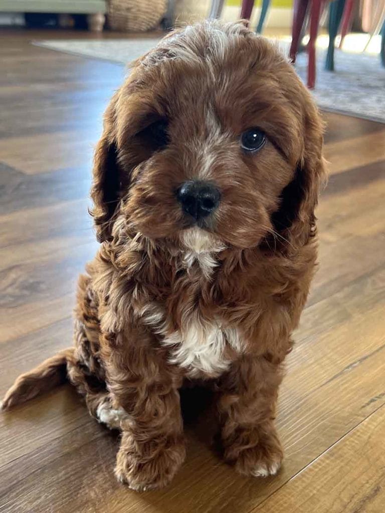 Mesa - F1 Cavapoo Girl - Cavapoo puppies for sale