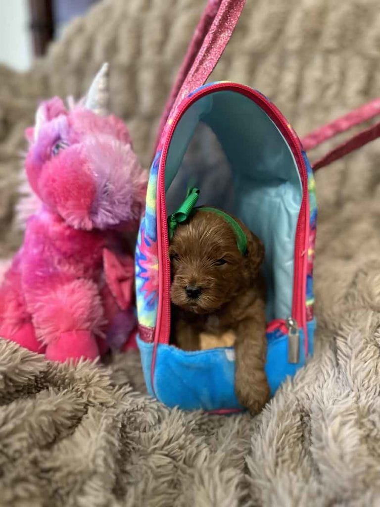 Precious - F1B Toy Cavapoo Girl - Cavapoo puppies for sale