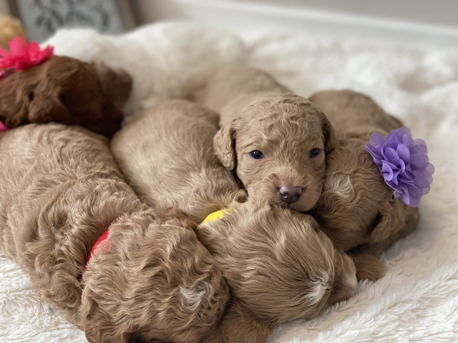 Teacup Goldendoodles