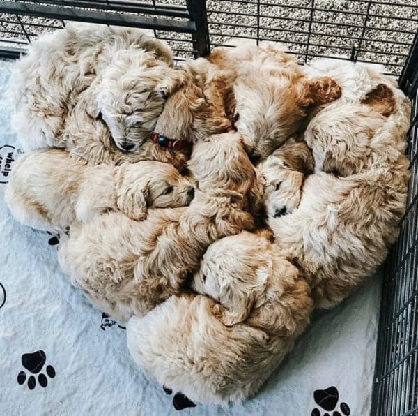 Teacup Goldendoodles