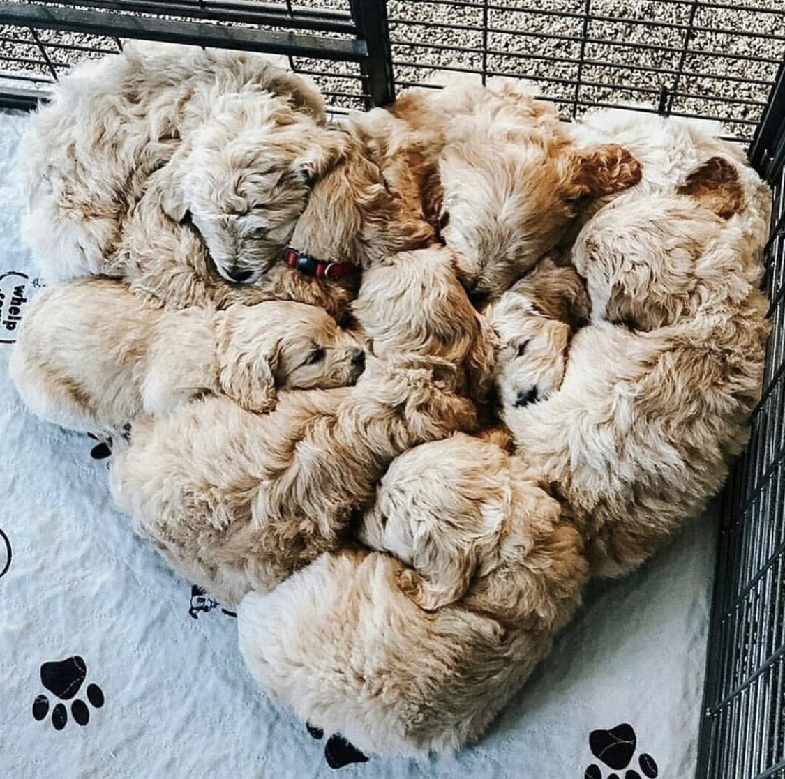 Teacup Goldendoodles