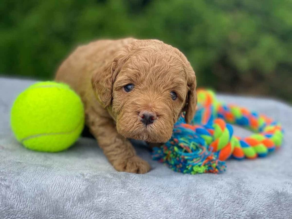 Chunk - Teacup Labradoodle Boy 7-15lbs nonshedding