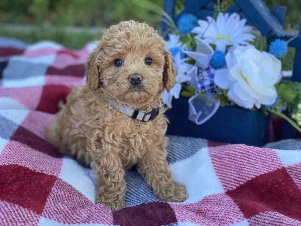 Sloth - Teacup Labradoodle Boy 7-15lbs nonshed & hypoallergenic