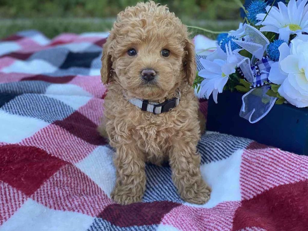 Sloth - Teacup Labradoodle Boy 7-15lbs nonshed & hypoallergenic