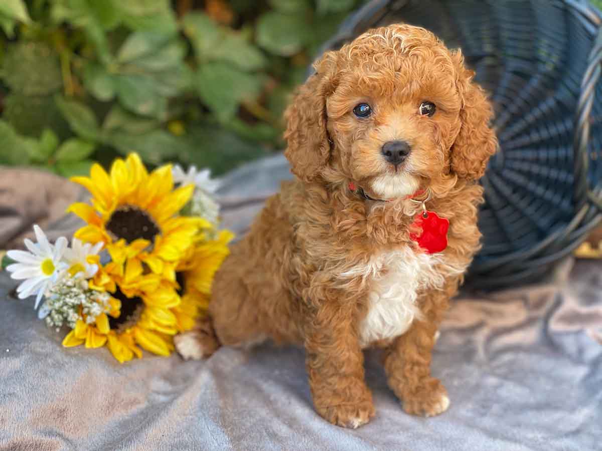 Ace - Teacup Cavapoo Boy - 7-15lb Cavapoo puppies for sale