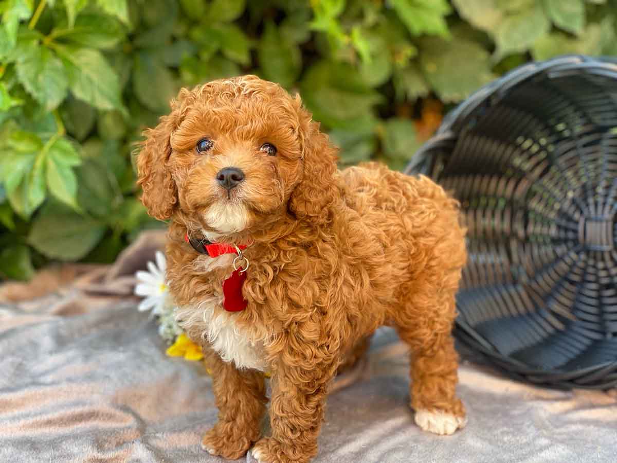Ace - Teacup Cavapoo Boy - 7-15lb Cavapoo puppies for sale