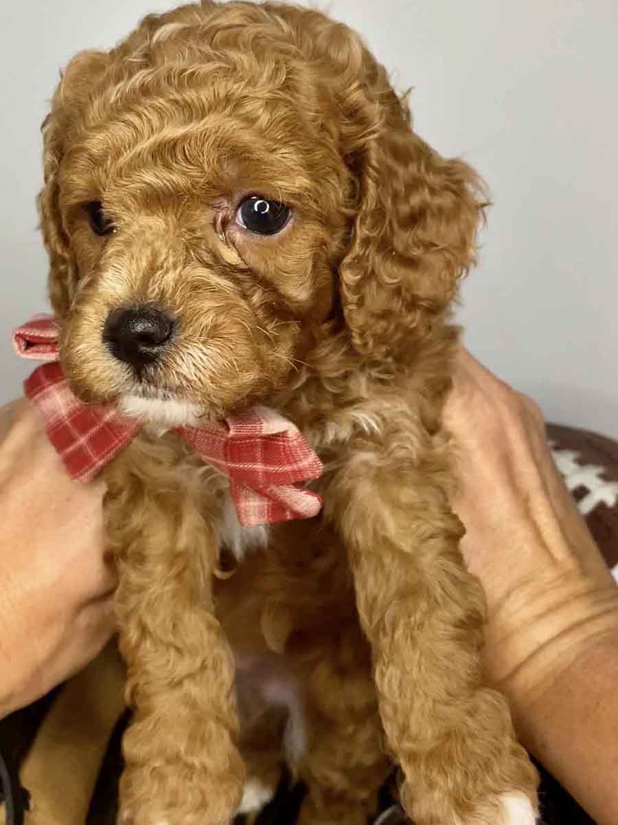 Ace - Teacup Cavapoo Boy - 7-15lb Cavapoo puppies for sale