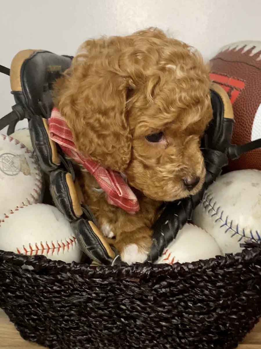 Ace - Teacup Cavapoo Boy - 7-15lb Cavapoo puppies for sale