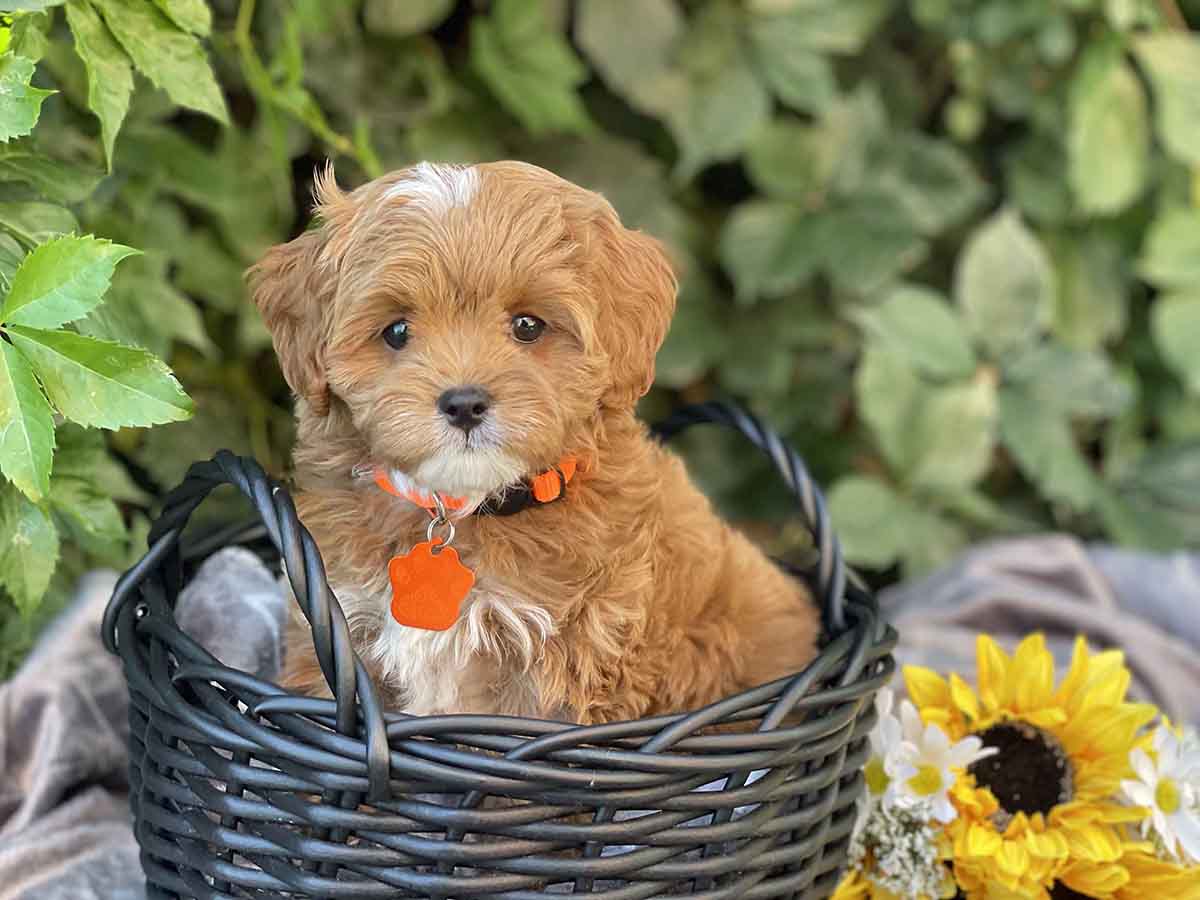 Bravo - Teacup Cavapoo Boy - 7-15lb Cavapoo puppies for sale