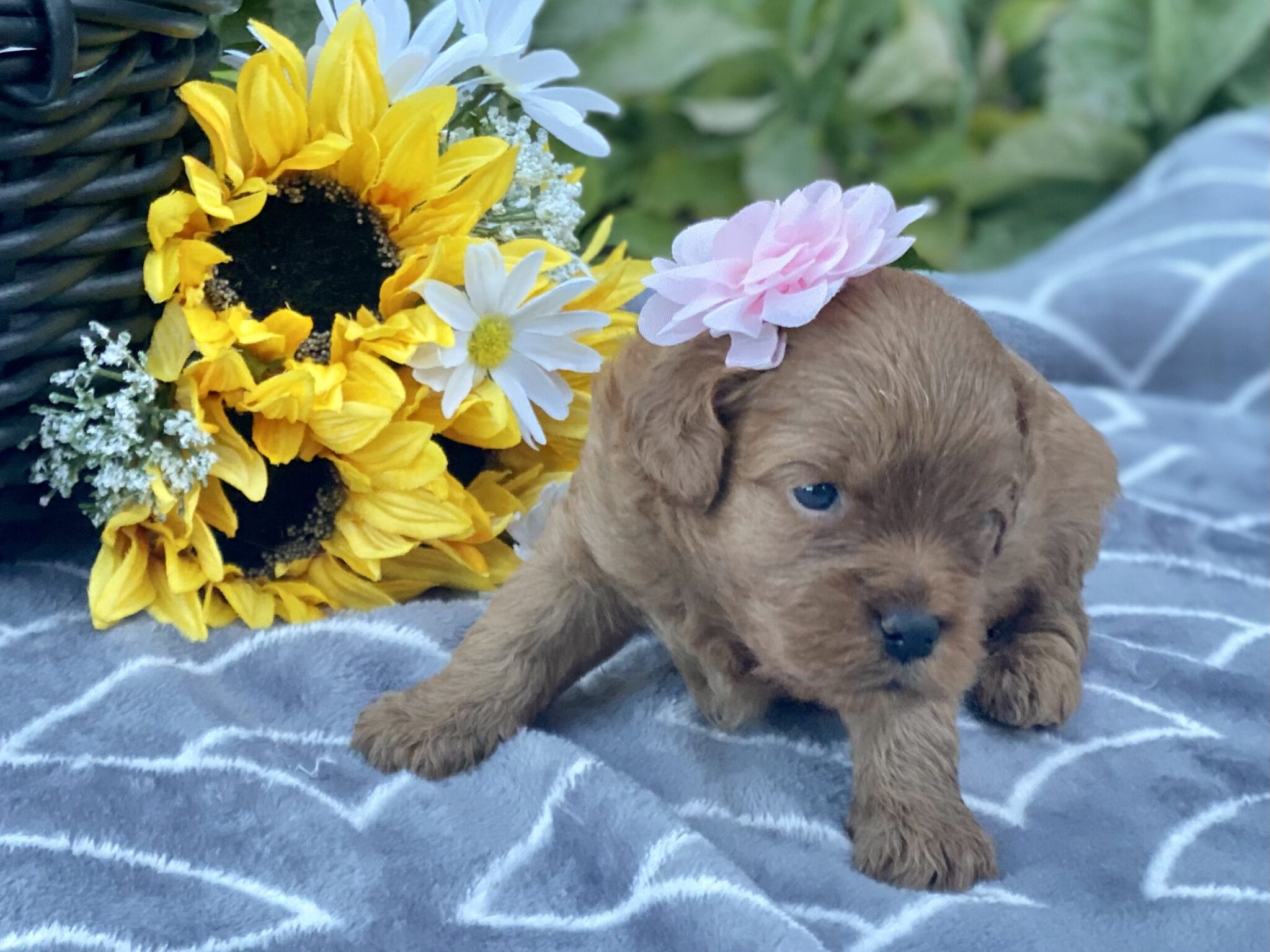 Smurfette - Teacup Cavapoo Girl - 7-15lb Cavapoo puppies for sale
