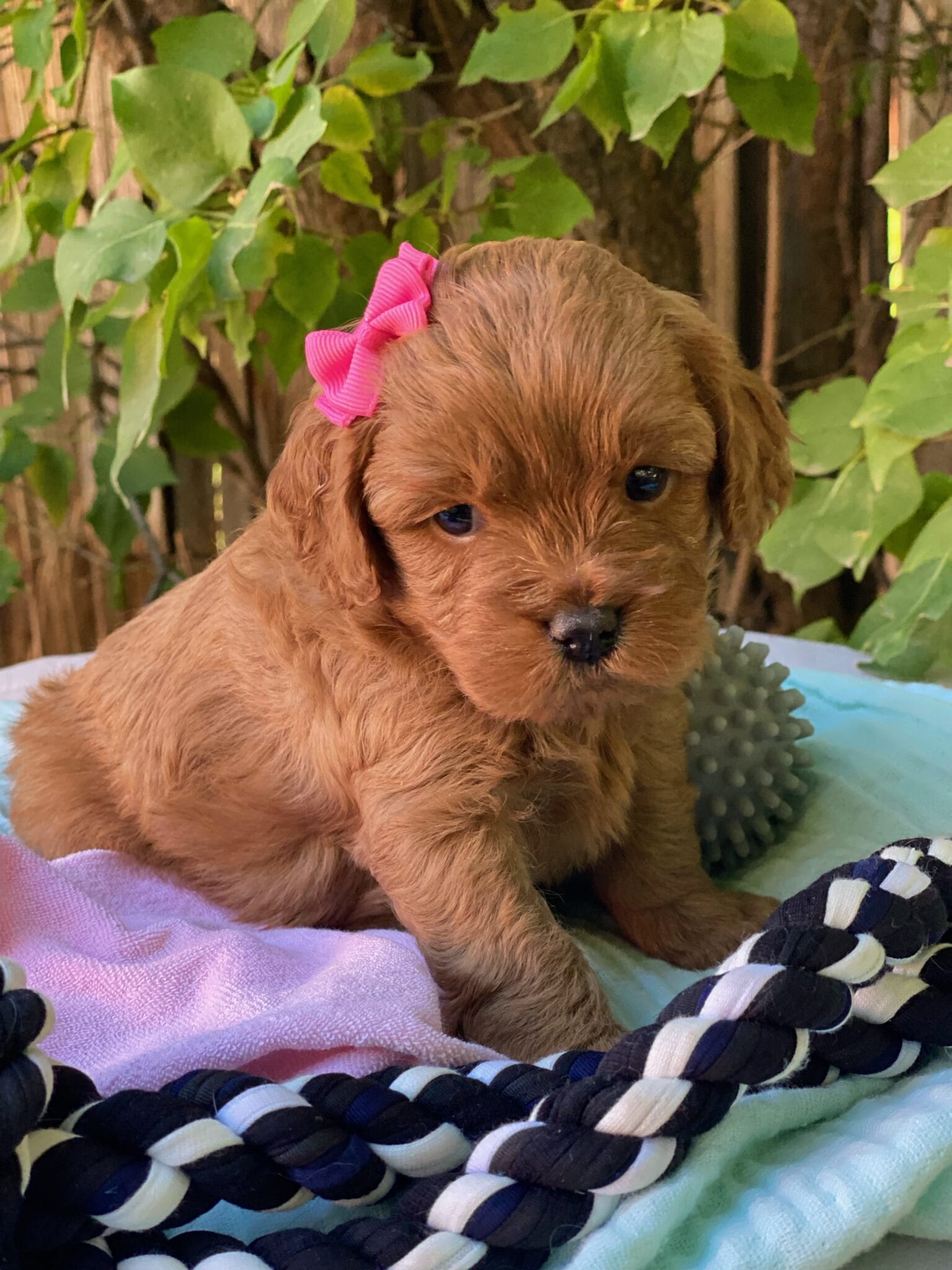 Smurfette - Teacup Cavapoo Girl - 7-15lb Cavapoo puppies for sale
