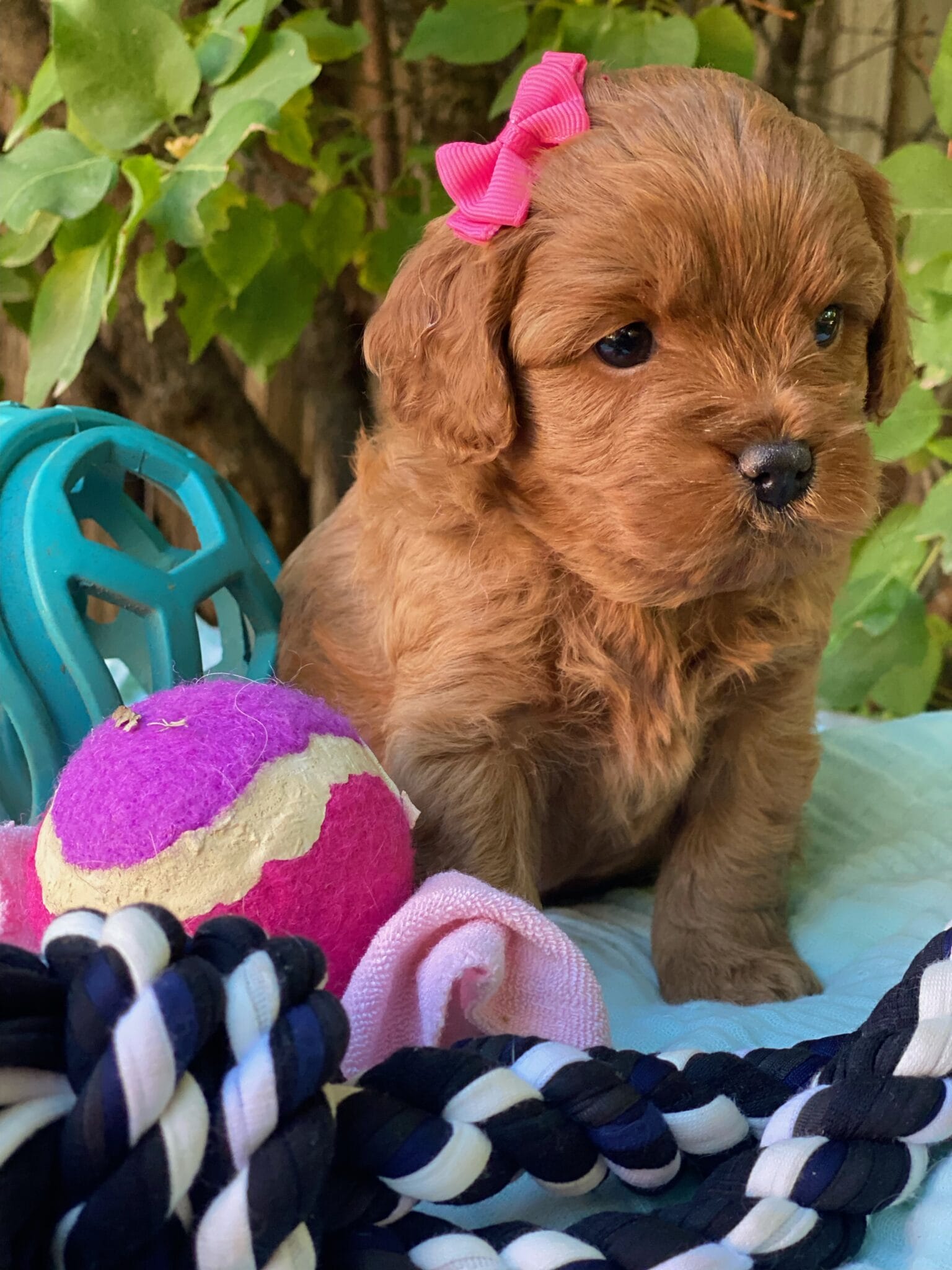 Smurfette - Teacup Cavapoo Girl - 7-15lb Cavapoo puppies for sale