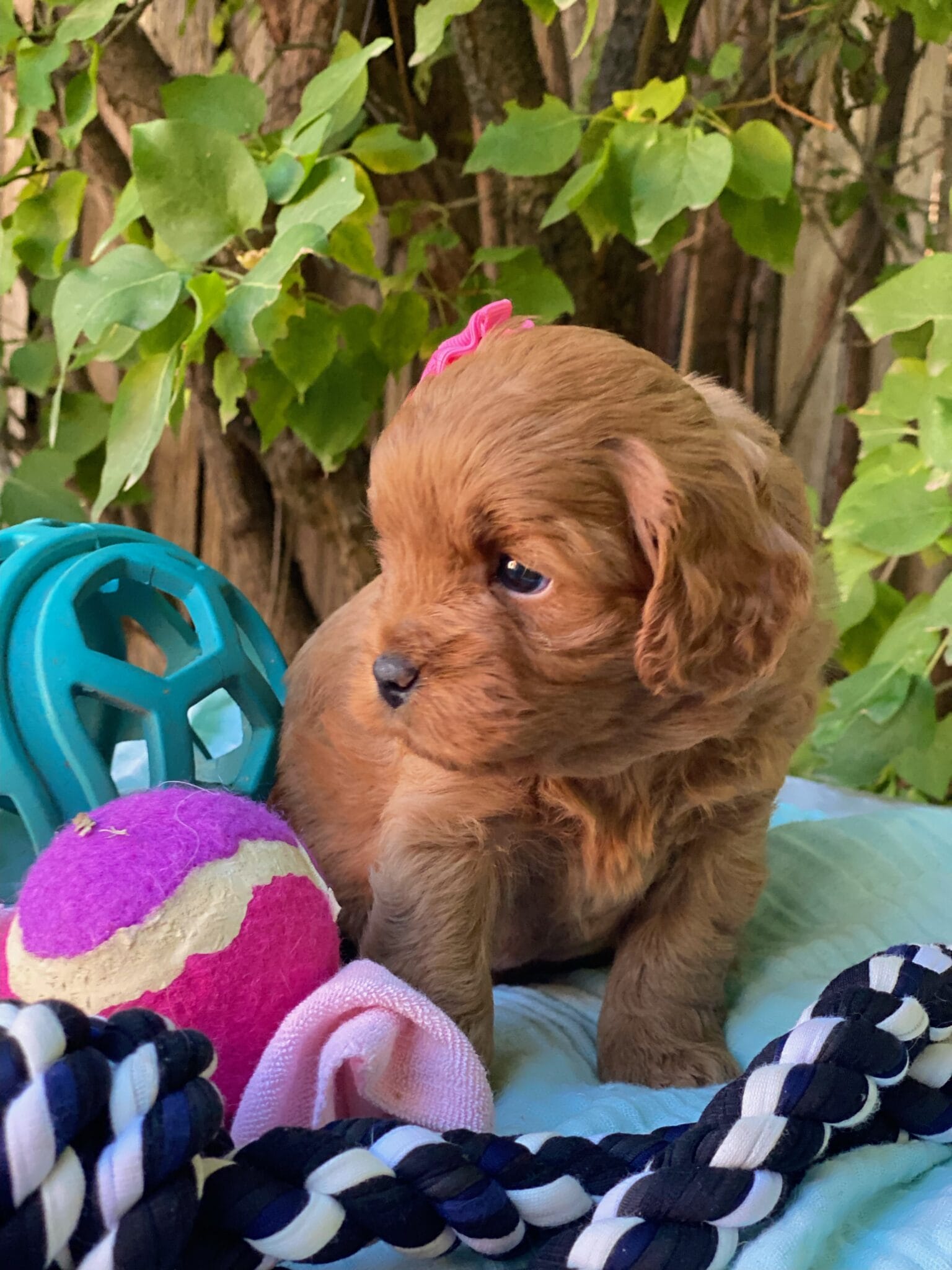 Smurfette - Teacup Cavapoo Girl - 7-15lb Cavapoo puppies for sale