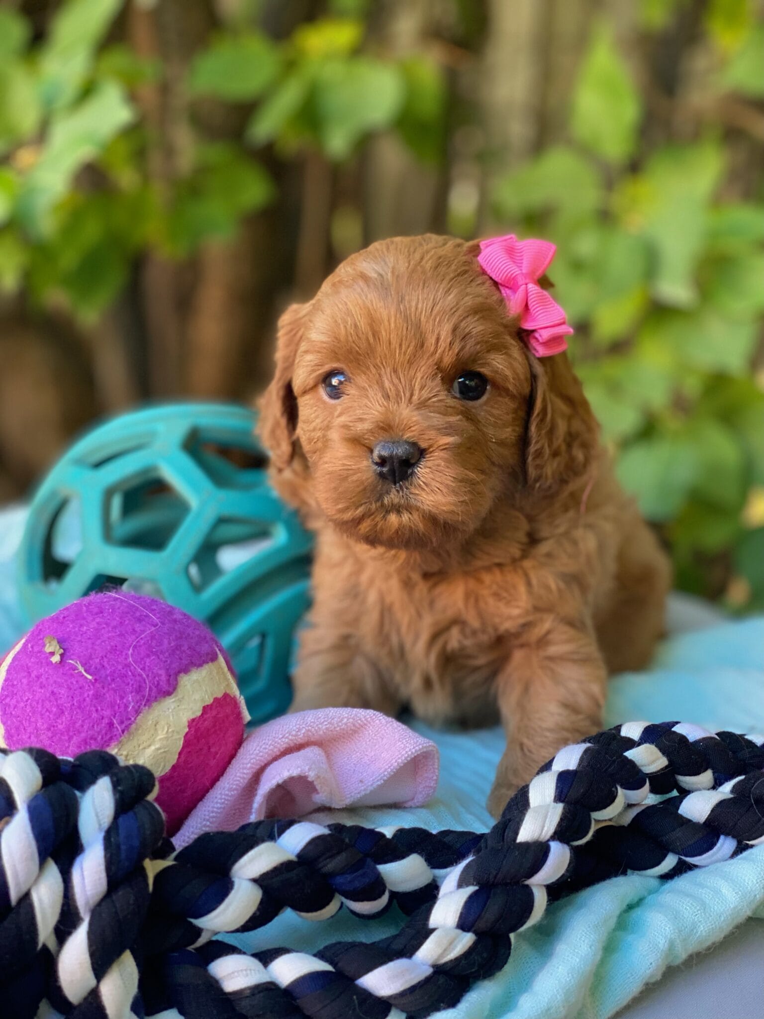 Smurfette - Teacup Cavapoo Girl - 7-15lb Cavapoo puppies for sale