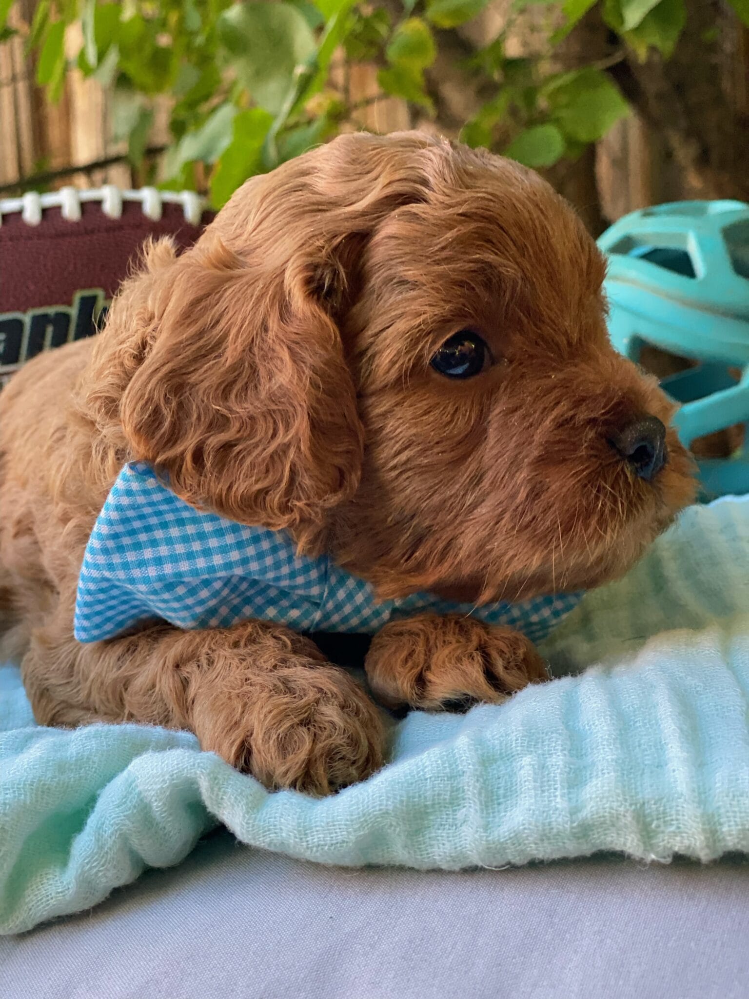 Hefty - Teacup Cavapoo Boy - 7-15lb Cavapoo puppies for sale