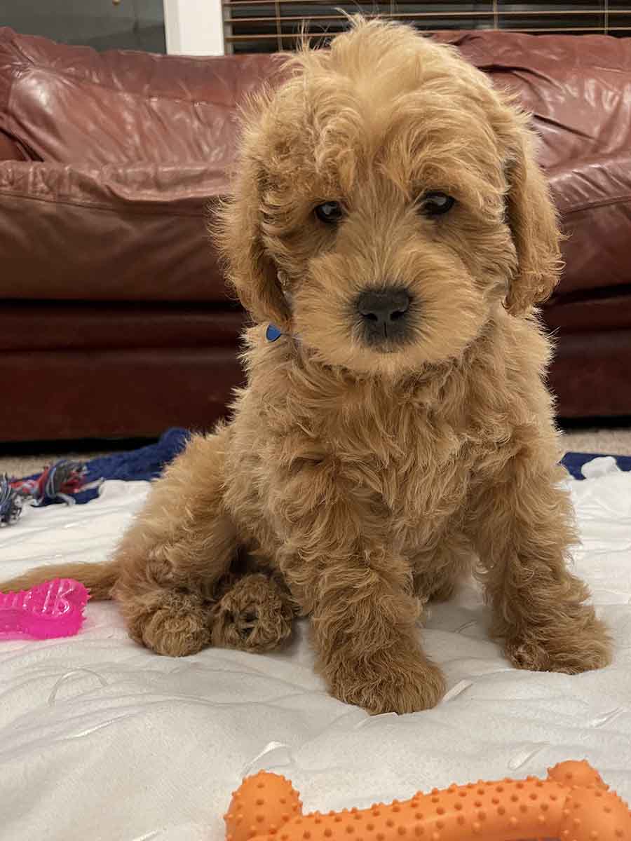 Oscar - Teacup Labradoodle Boy - Labradoodle puppies for sale