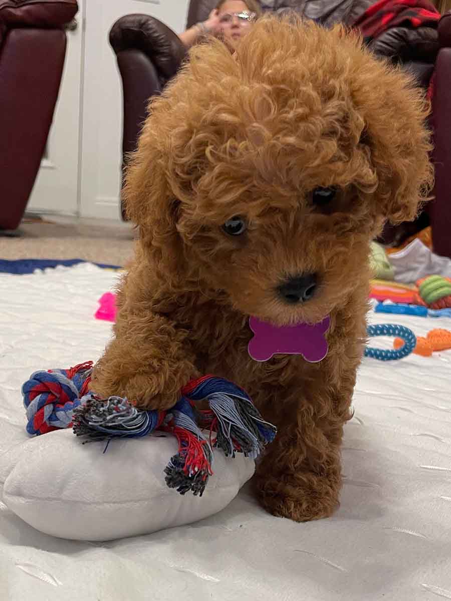 Penny - Teacup Labradoodle Girl - Labradoodle puppies for sale