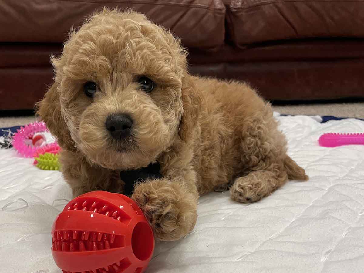 Remy - Teacup Labradoodle Boy - Labradoodle puppies for sale