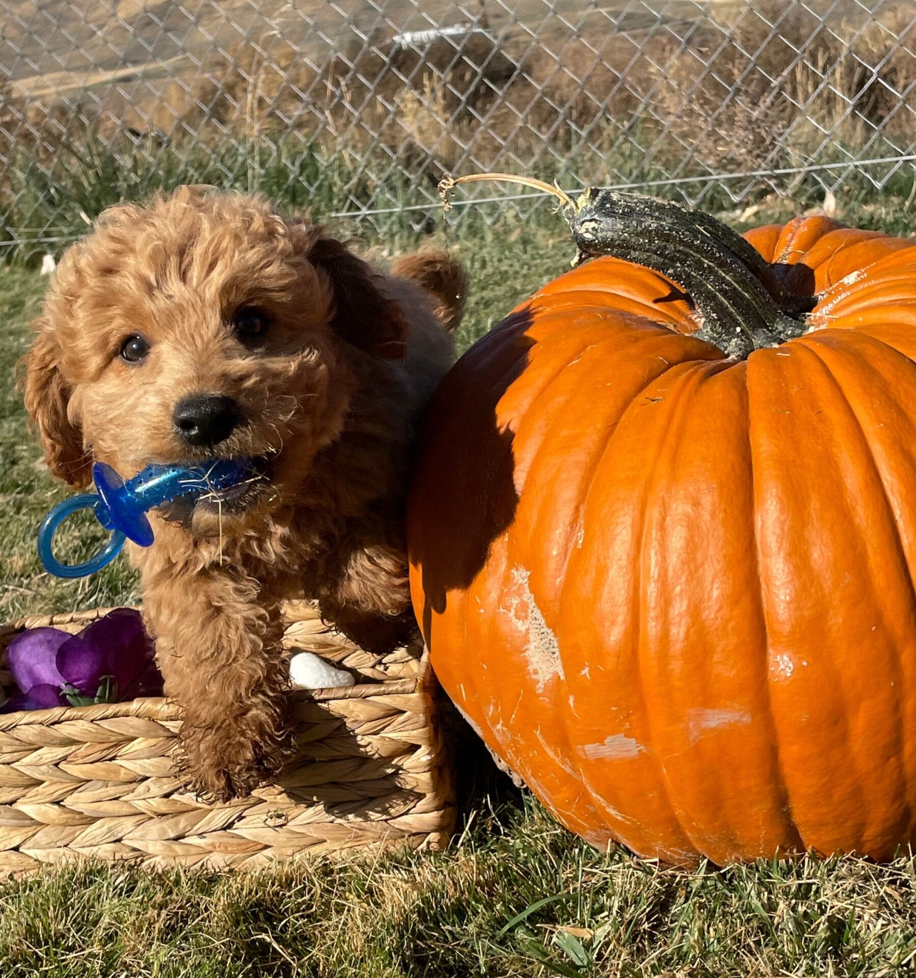 Winston - Toy Labradoodle Boy - Labradoodle puppies for sale