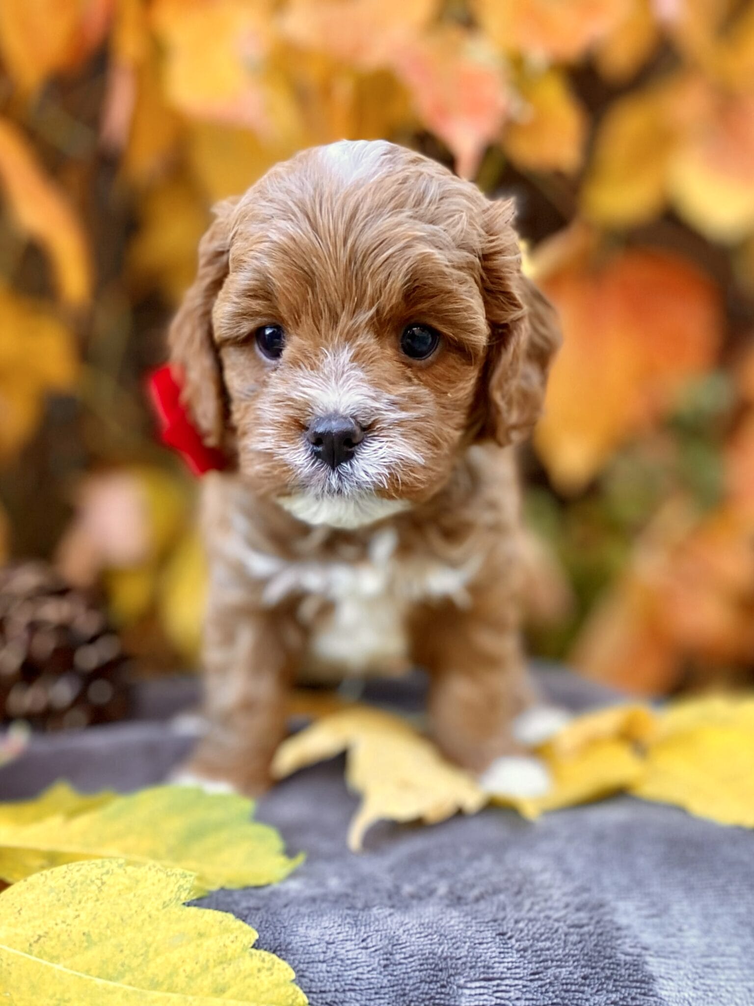 Smarty - Teacup Cavapoo Boy - 7-15lb Cavapoo puppies for sale