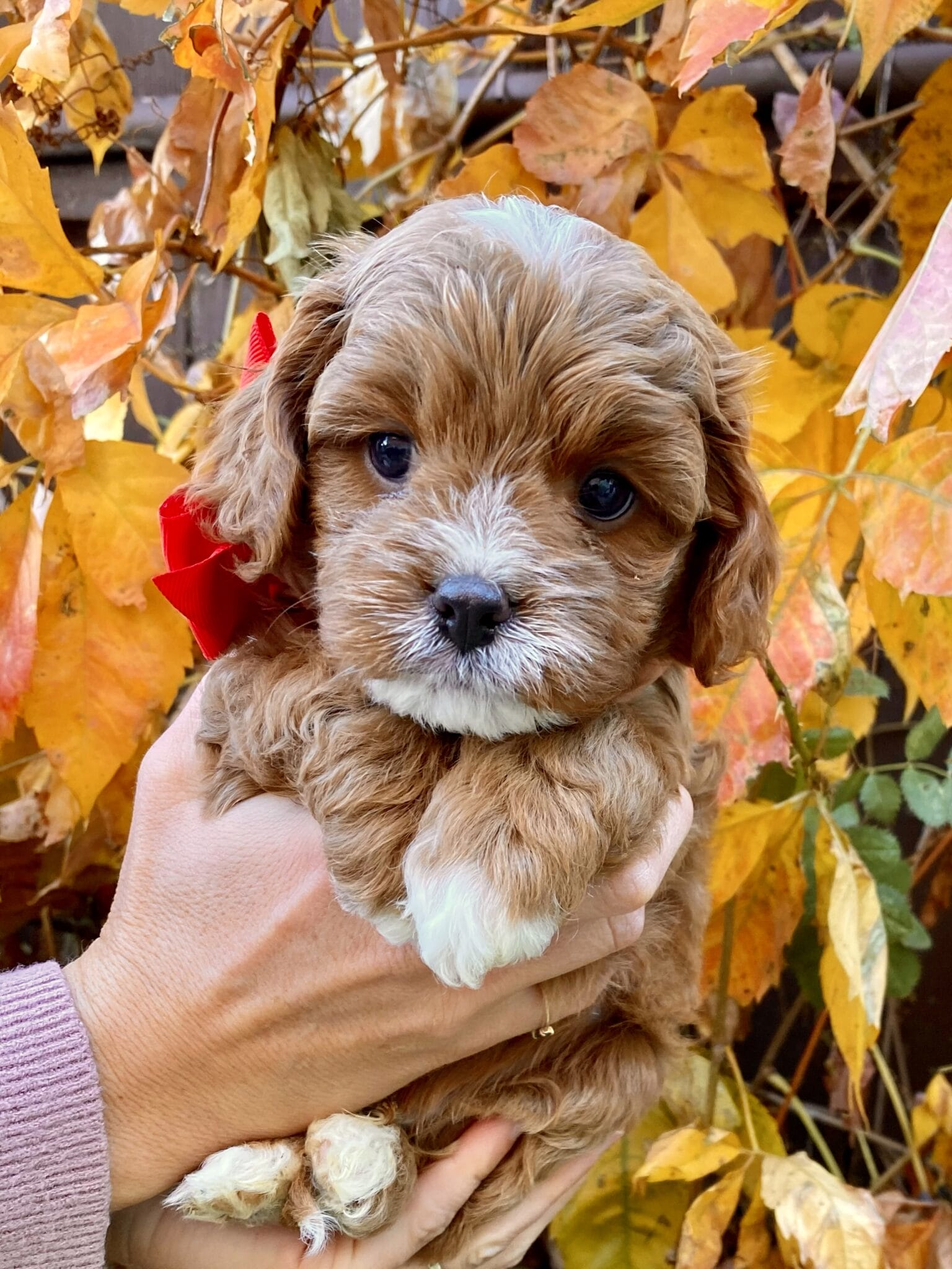 Smarty - Teacup Cavapoo Boy - 7-15lb Cavapoo puppies for sale
