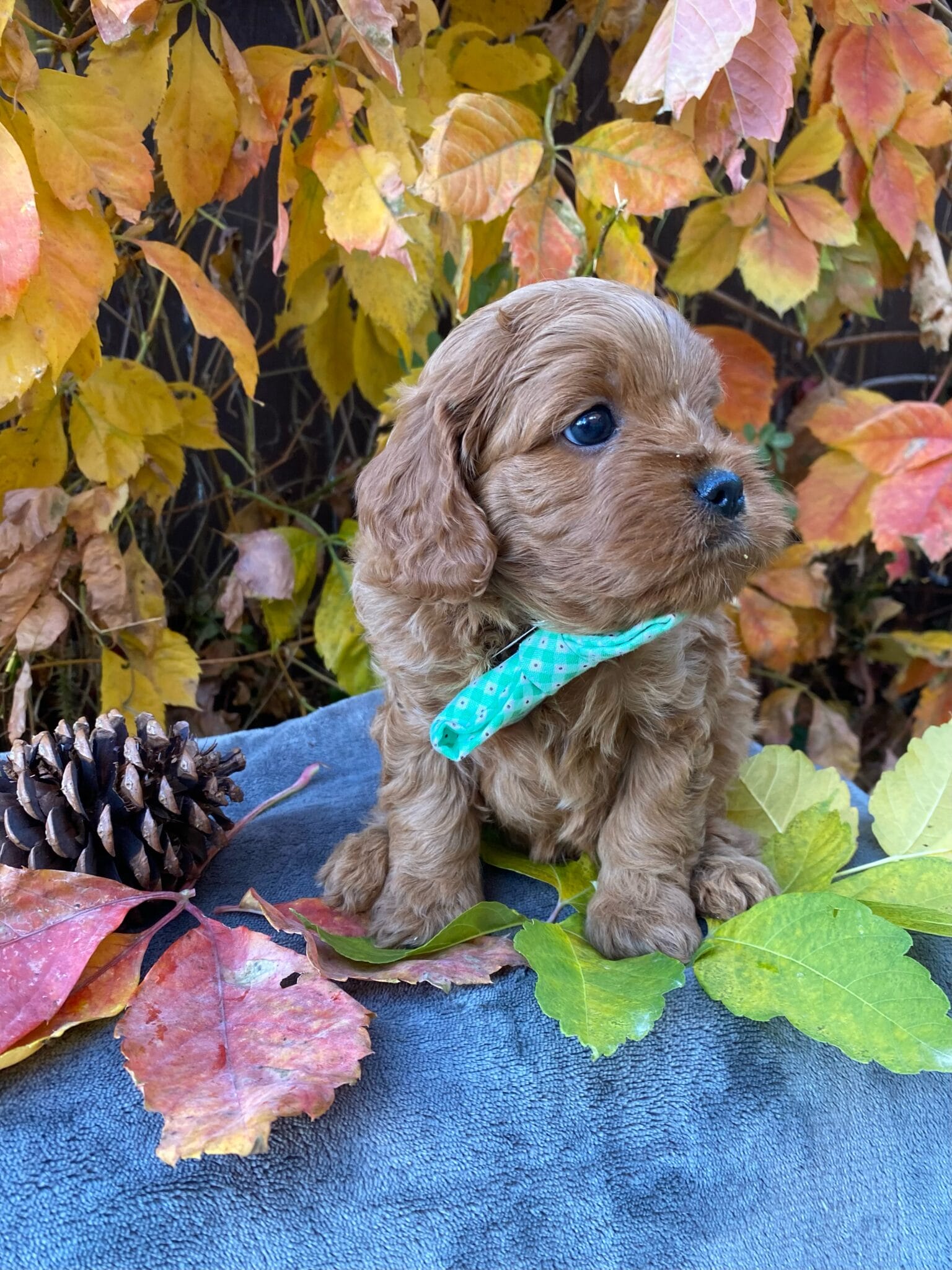 Nosey - Teacup Cavapoo Boy - 7-15lb Cavapoo puppies for sale