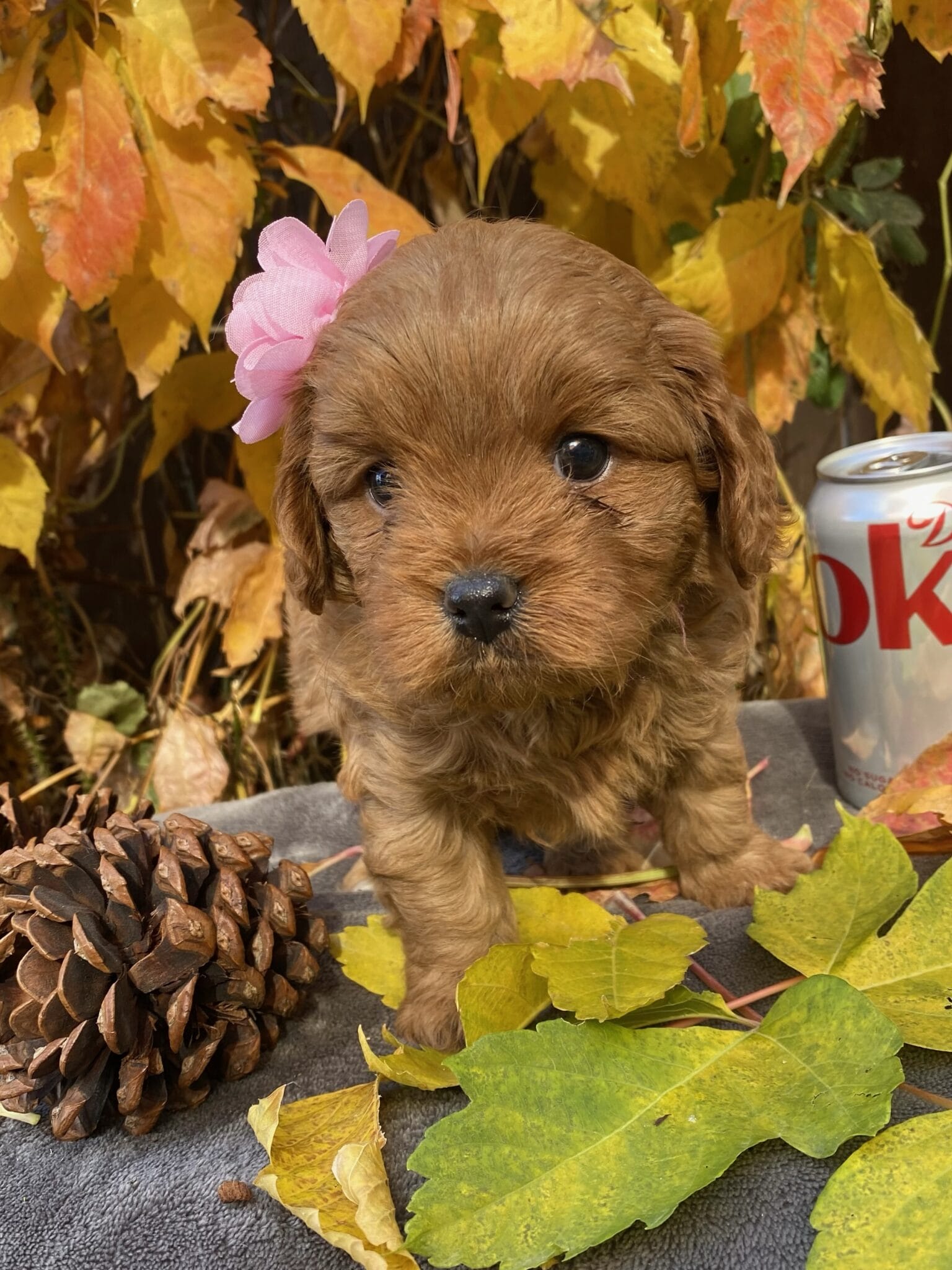 Smurfette - Teacup Cavapoo Girl - 7-15lb Cavapoo puppies for sale