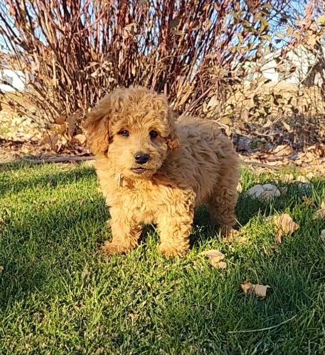Winston - Toy Labradoodle Boy - Labradoodle puppies for sale