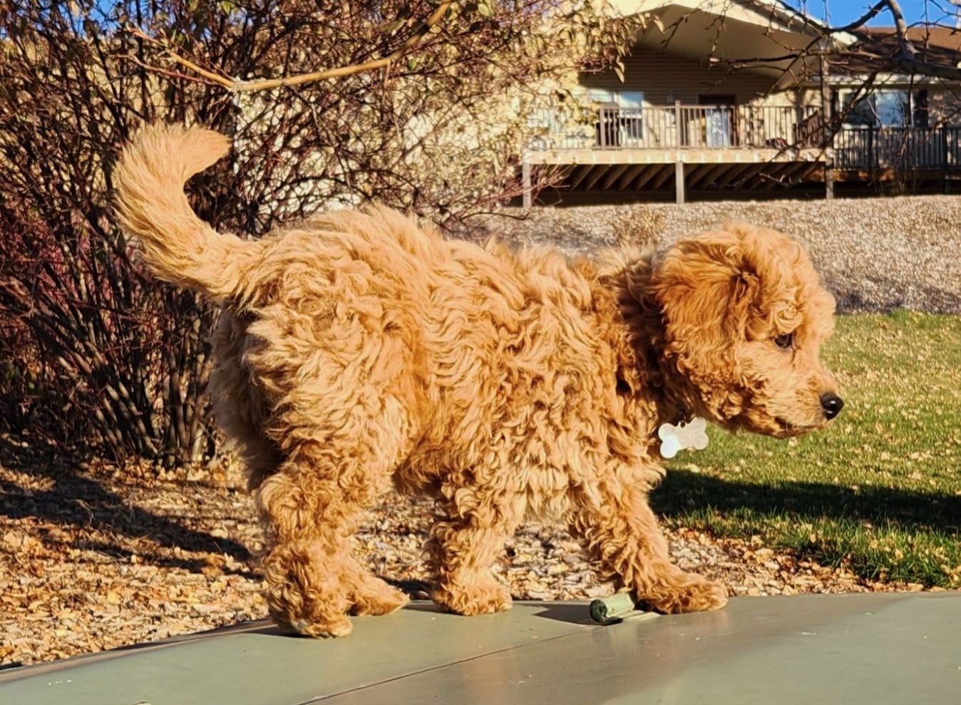 Winston - Toy Labradoodle Boy - Labradoodle puppies for sale
